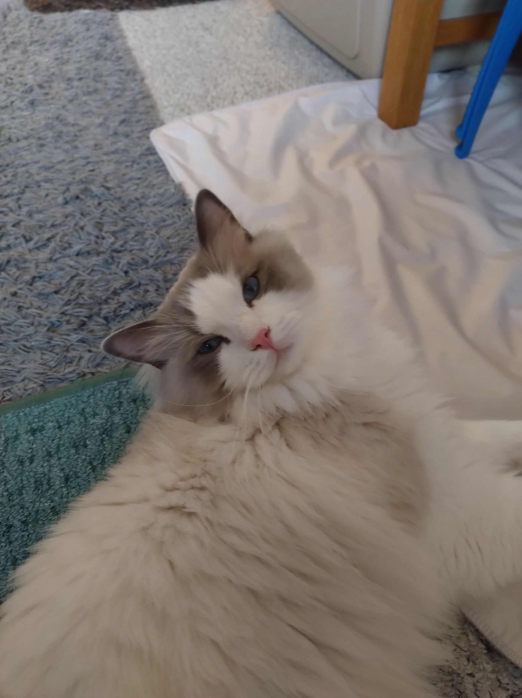 Cat Love – My Autism Life After Diagnosis